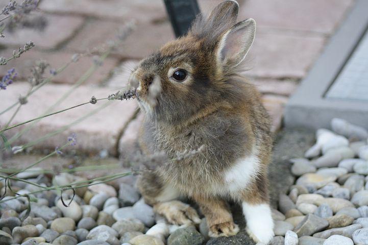 Daniels Generated Gallery